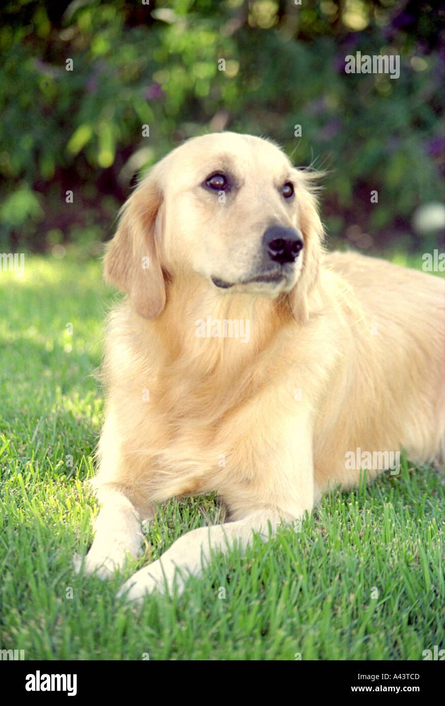 SASHA THE LOVEABLE LABRADOR GOLDEN RETRIEVER MANS BEST FRIEND Stock ...