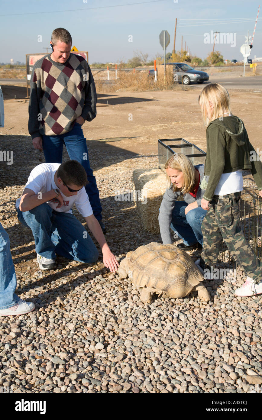 Male african spurred sulcata tortoise hi-res stock photography and ...