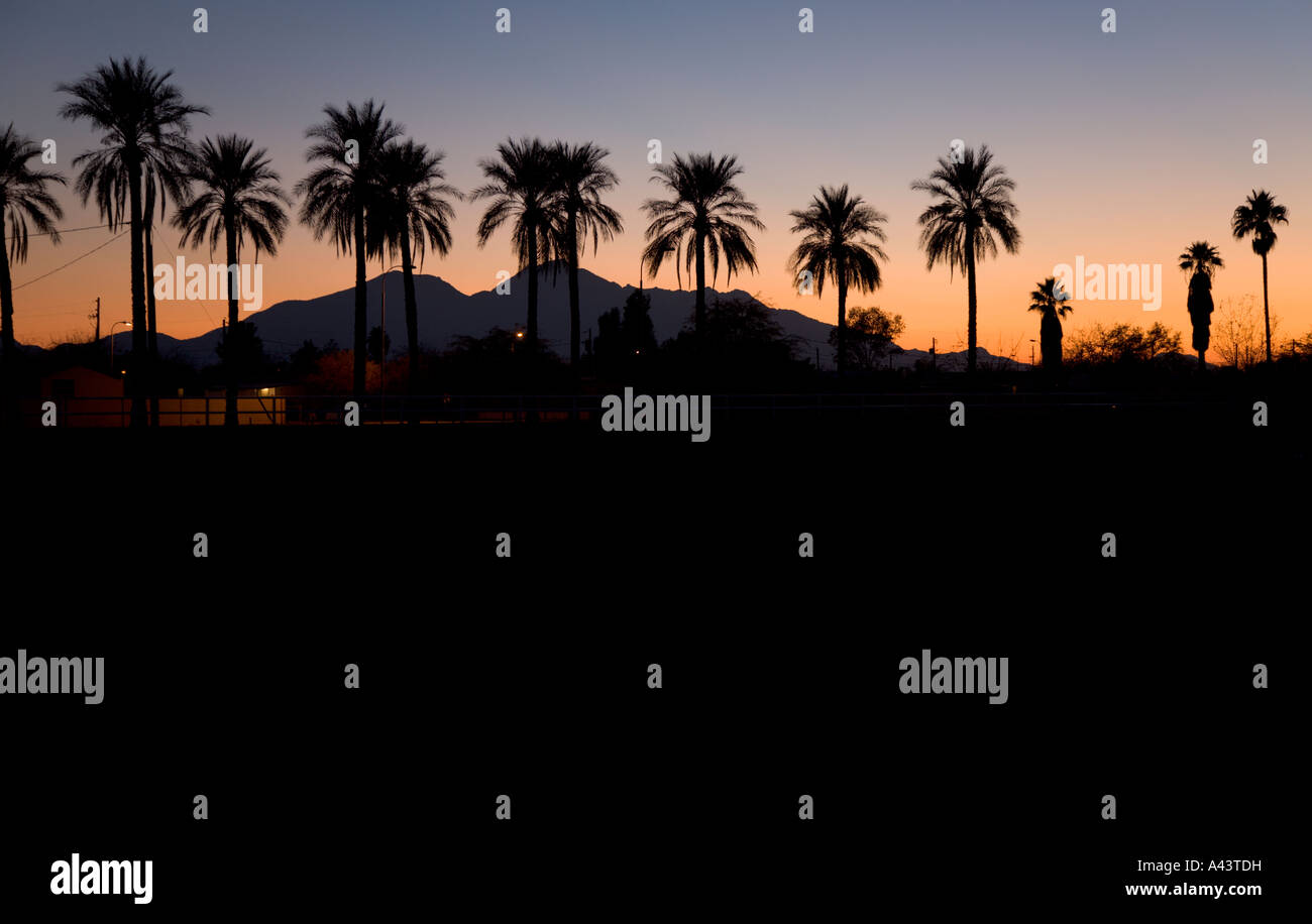 Arizona tree horizon night hi-res stock photography and images - Alamy
