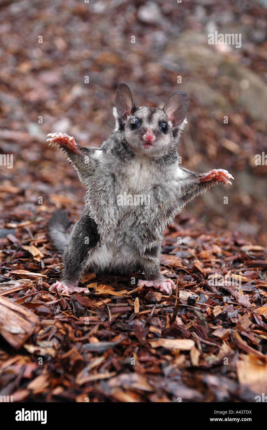 Squirrel glider, petaurus norfolcensis, single adult on ground showing ...
