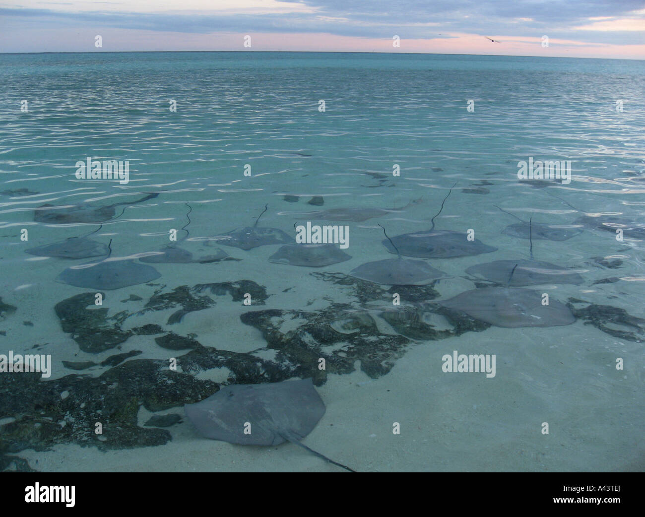 Various types of ray at the shoreline Stock Photo - Alamy