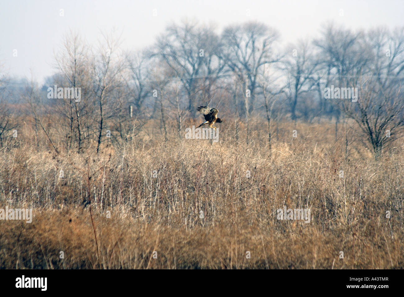 Hawk flying low over the field Stock Photo - Alamy