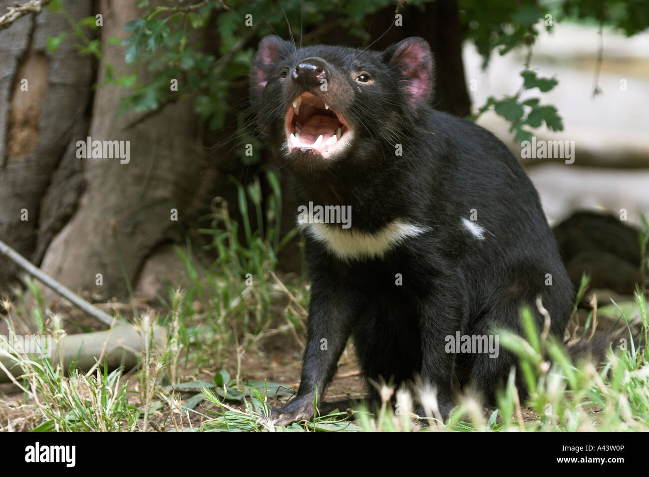 Tasmanian Devil, sarcophilus harrisi, single adult yawning Stock Photo ...