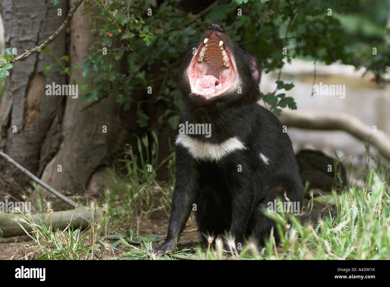 Tasmanian Devil, sarcophilus harrisi, single adult yawning Stock Photo ...