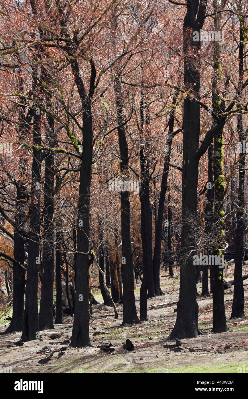 Fire damaged trees in hi-res stock photography and images - Alamy