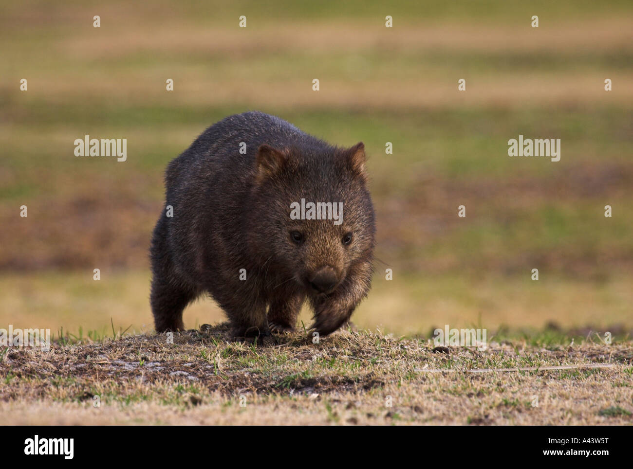 Wombat walking hi-res stock photography and images - Alamy