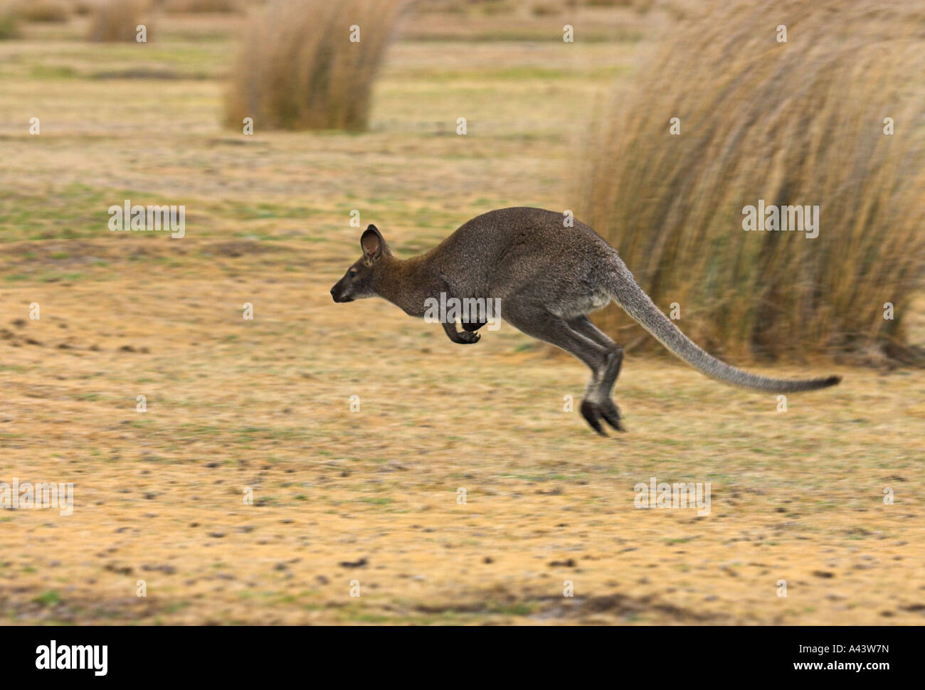 Wallaby hopping hi-res stock photography and images - Alamy