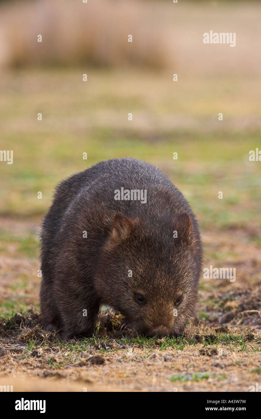 Common wombat, vombatus ursinas, single adult eating Stock Photo - Alamy