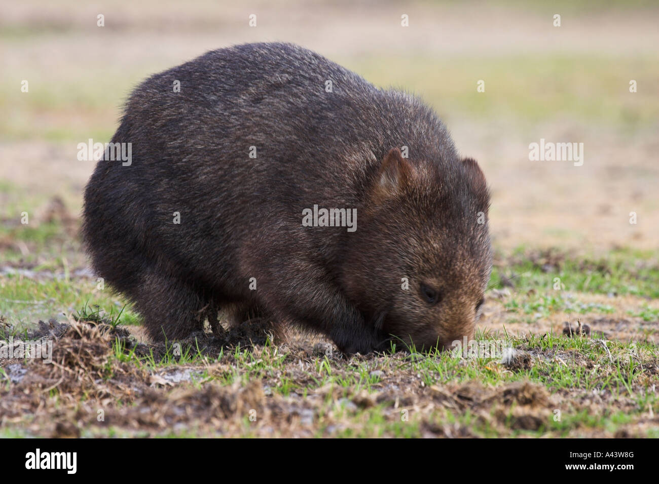 Wombat eating hi-res stock photography and images - Alamy