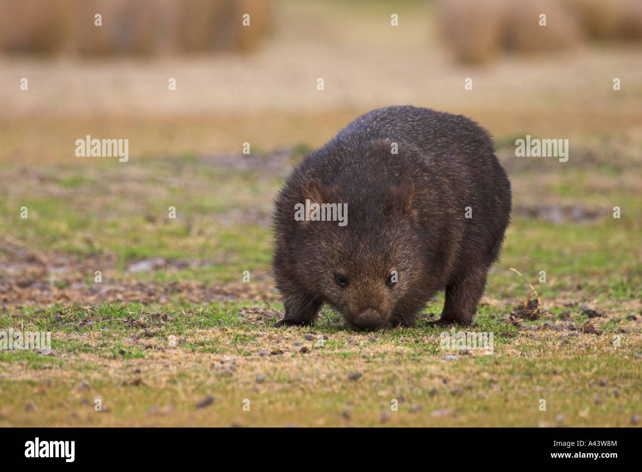 Common wombat, vombatus ursinas, single adult eating Stock Photo - Alamy
