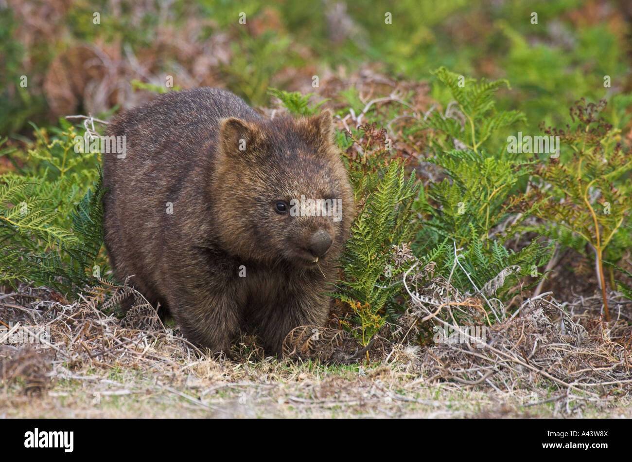 Single adult australia tasmania animal mammal marsupial wildlife hi-res ...