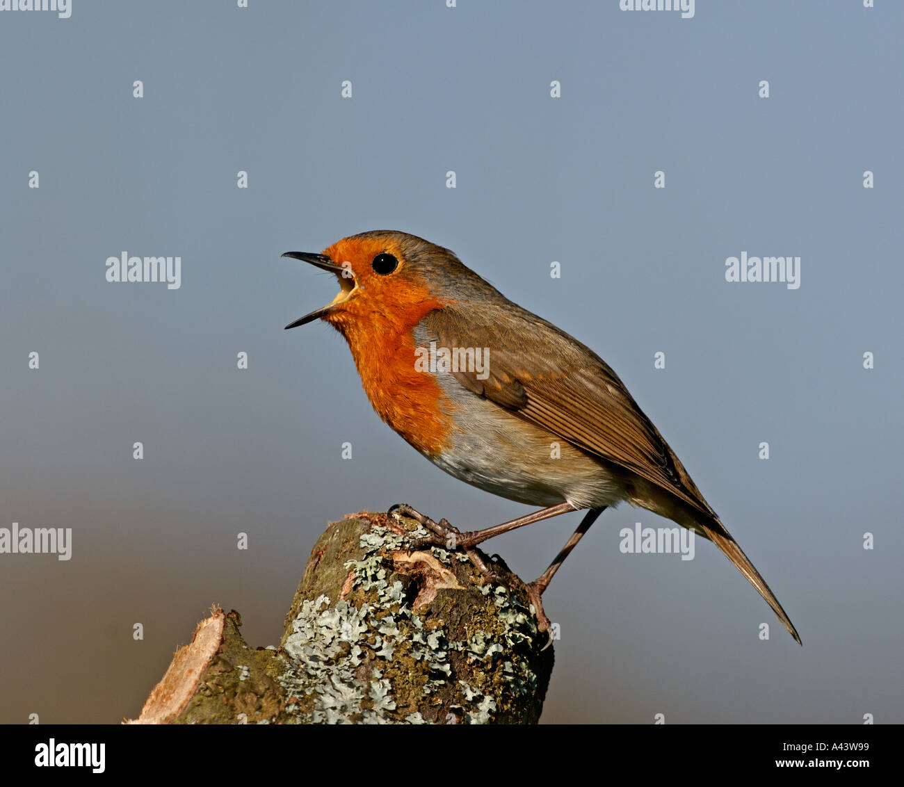 Robin Erithacus rubecula in song Kent spring Stock Photo - Alamy