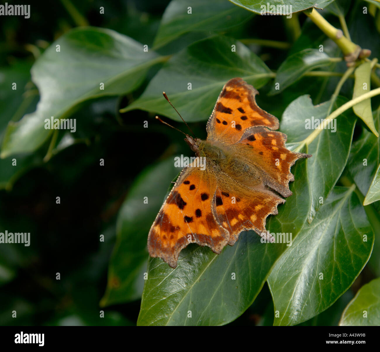 Butterfly comma hi-res stock photography and images - Alamy