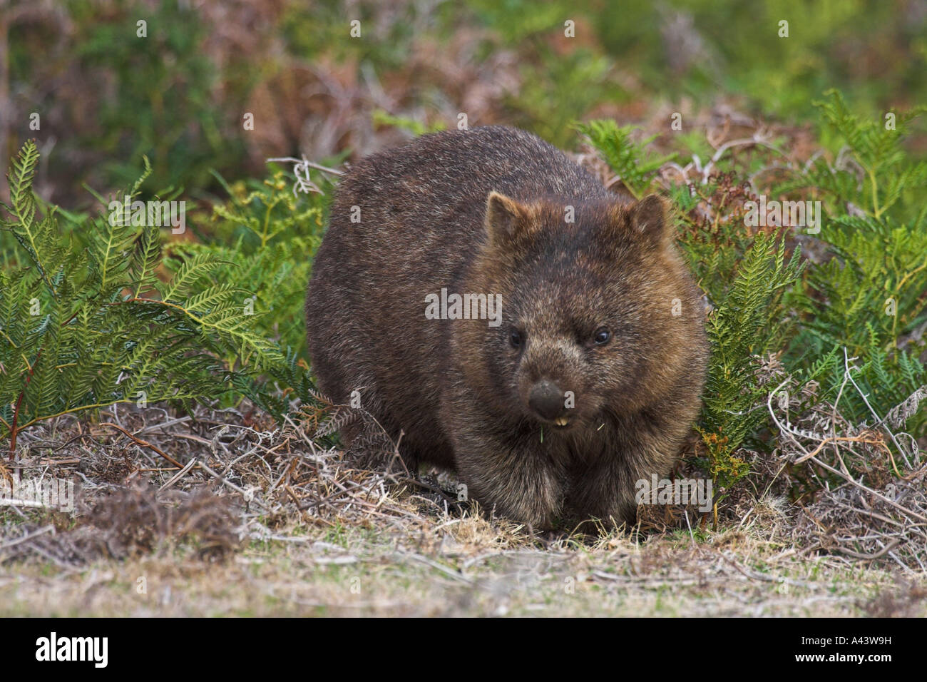 Common wombat, vombatus ursinas, single adult Stock Photo - Alamy