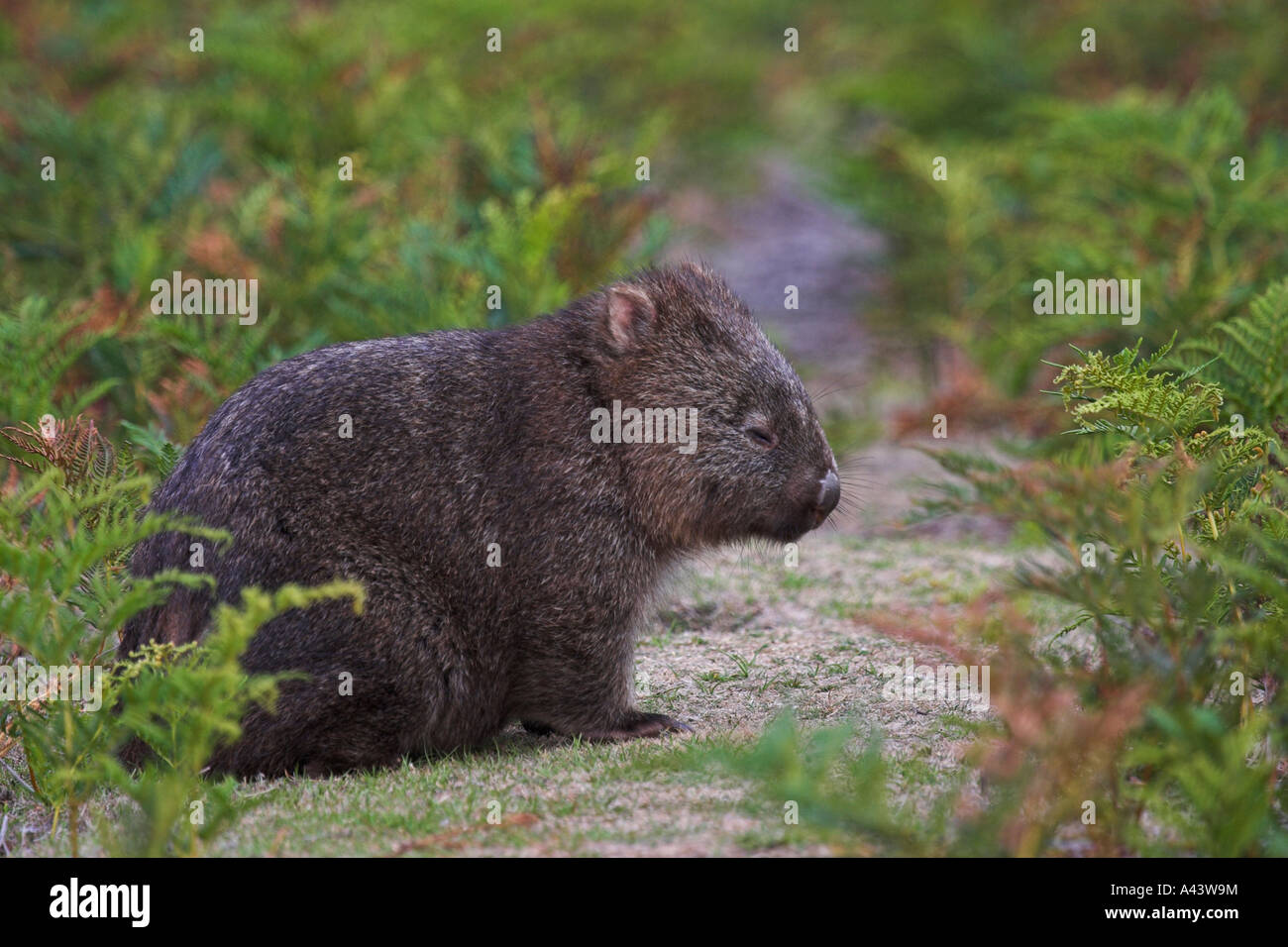Old wombat hi-res stock photography and images - Alamy