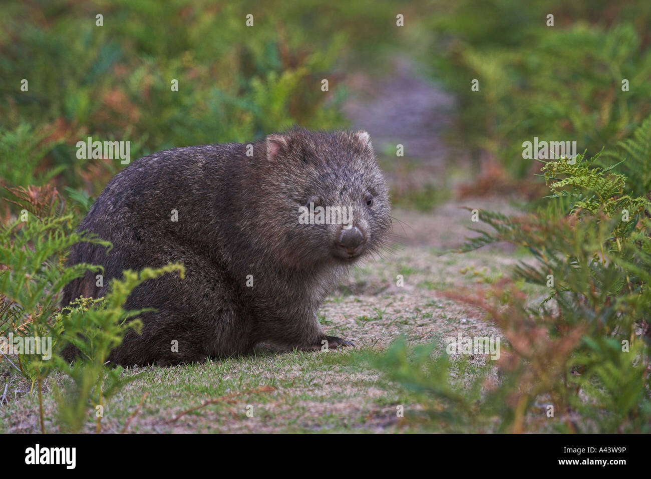 Old wombat hi-res stock photography and images - Alamy