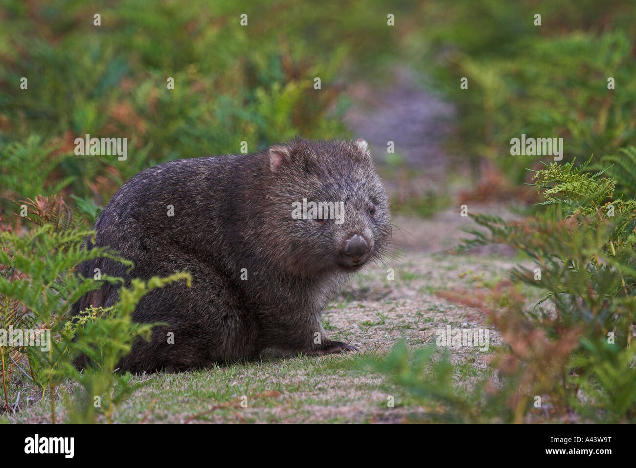 Old wombat hi-res stock photography and images - Alamy