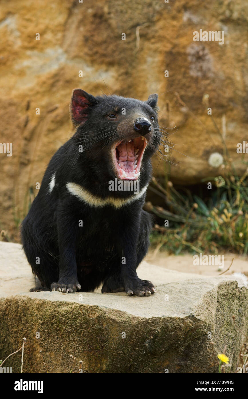 Tasmanian Devil, sarcophilus harrisi, single adult yawning Stock Photo ...