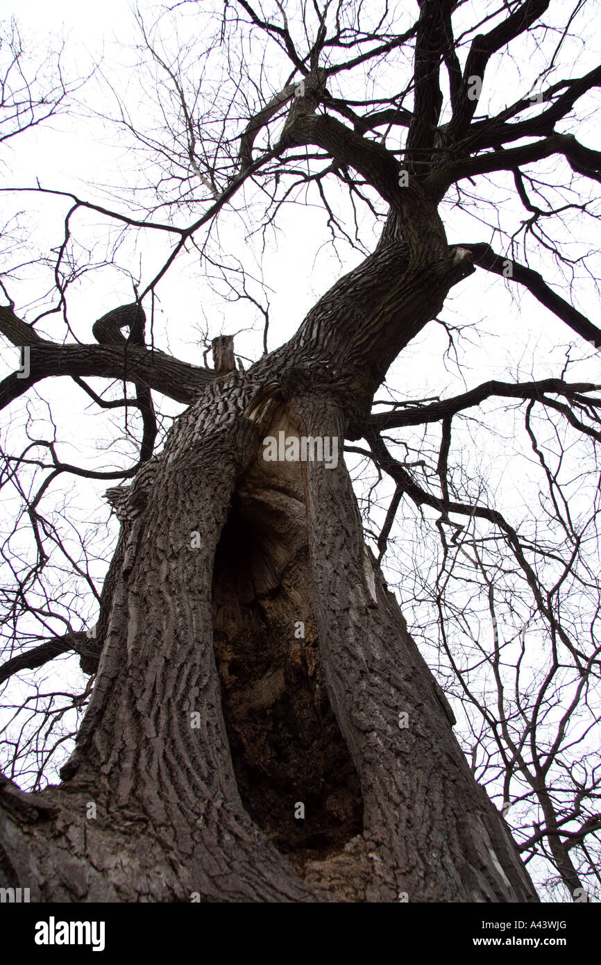 Hole in the tree Stock Photo - Alamy
