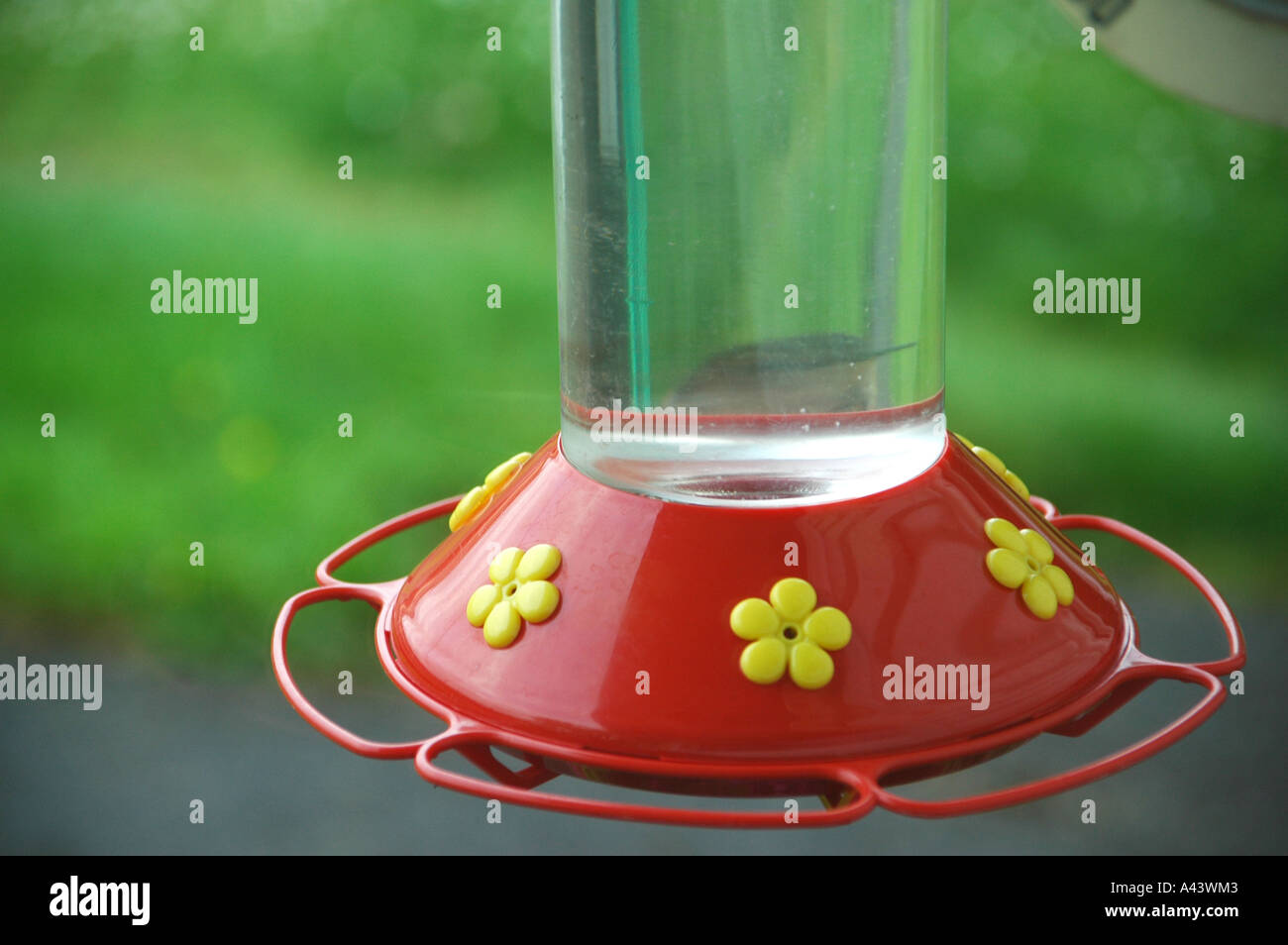 Hummingbird Seen Through Liquid In Feeder Stock Photo - Alamy