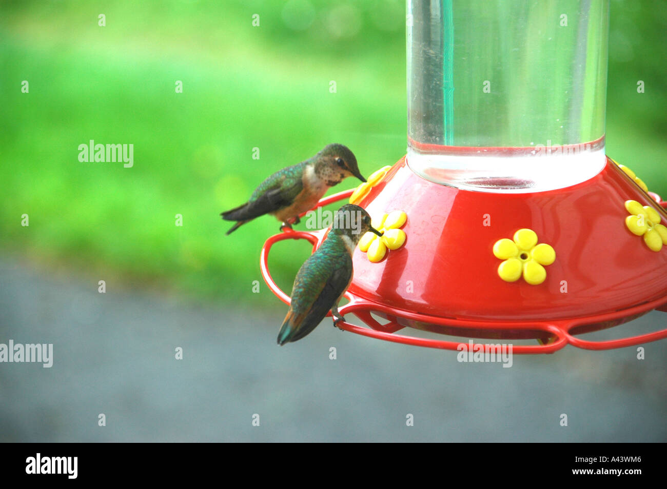 2 Two Hummingbirds Feeding At Feeder Stock Photo - Alamy