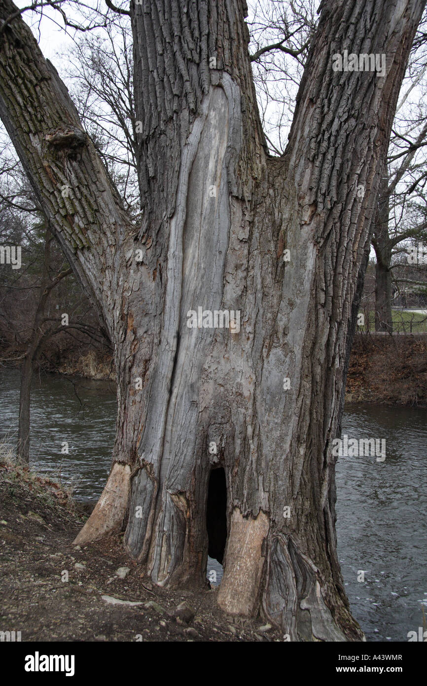 Hole in the tree Stock Photo - Alamy