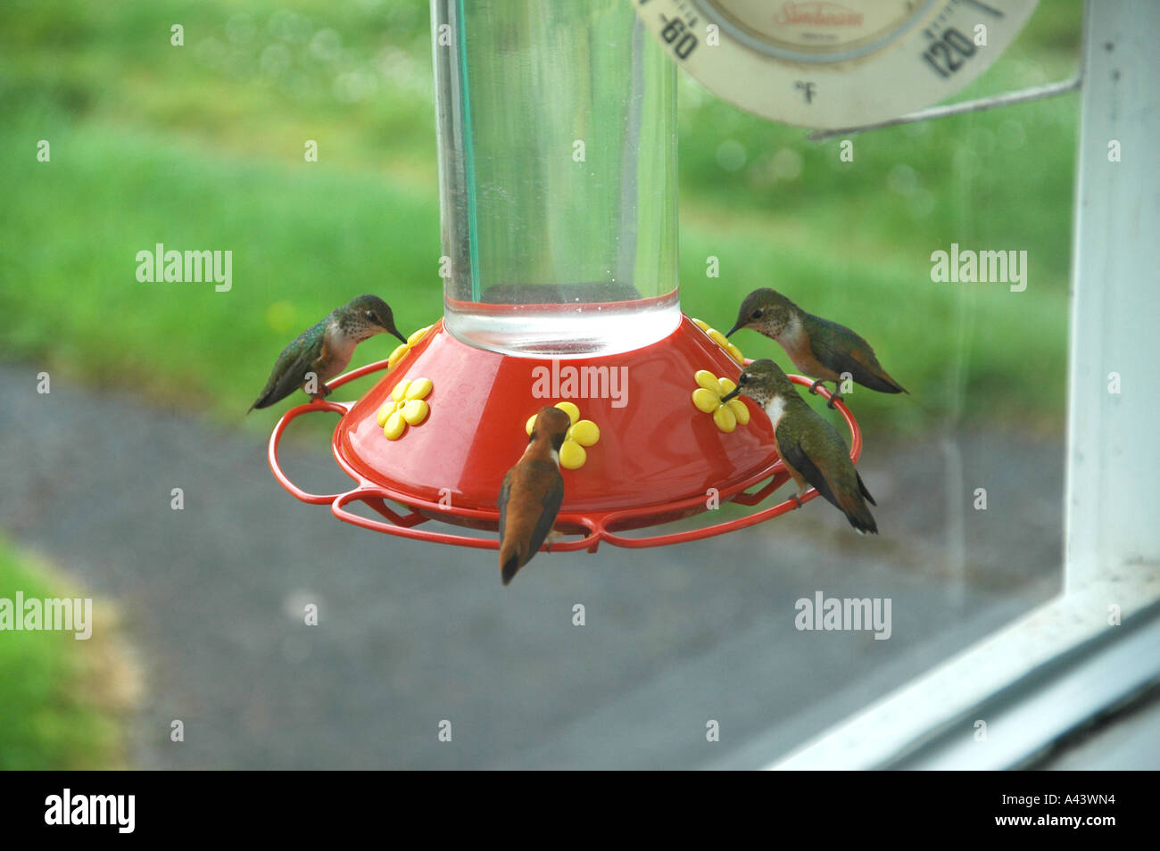 4 Four Hummingbirds Feeding At Feeder Stock Photo - Alamy