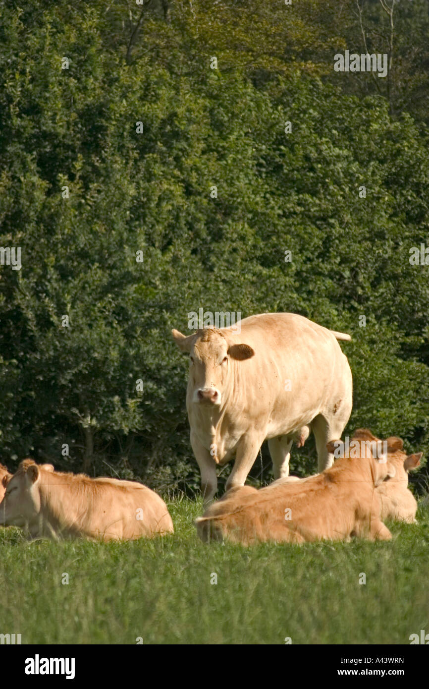 Three Dairy Cows Stock Photo - Alamy