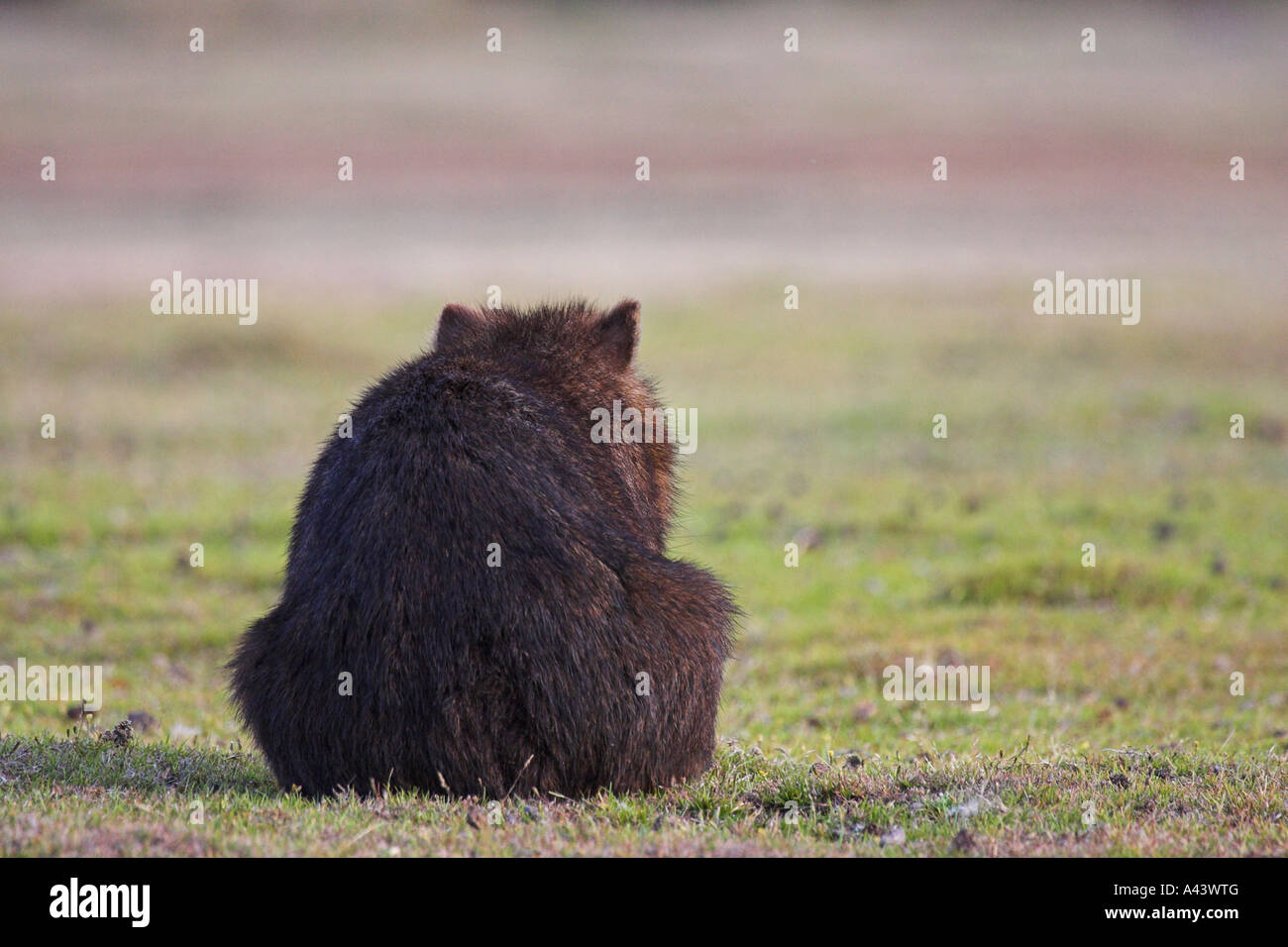 Common wombat, vombatus ursinas, single adult sitting Stock Photo - Alamy
