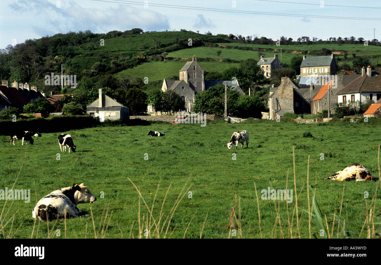 Normandy France Cows Agriculture Farmer French Stock Photo - Alamy