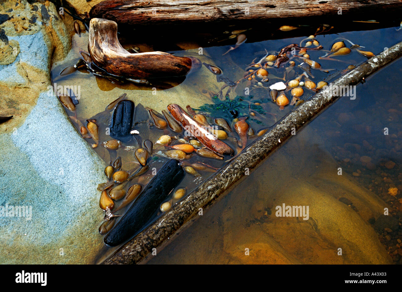 Tidal Pool Point Lobos Stock Photo - Alamy