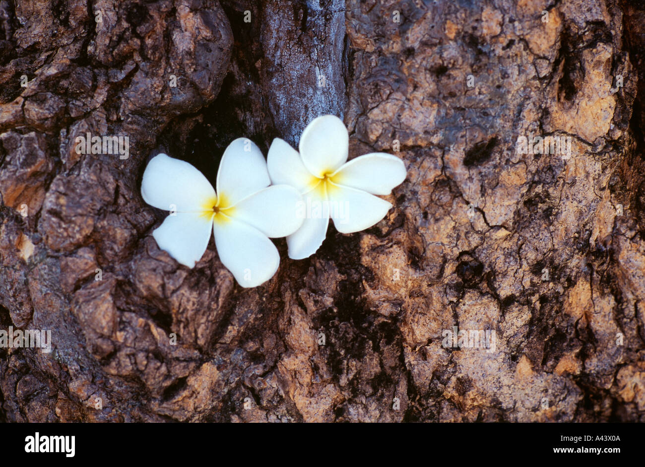 Frangipani trunk hi-res stock photography and images - Alamy