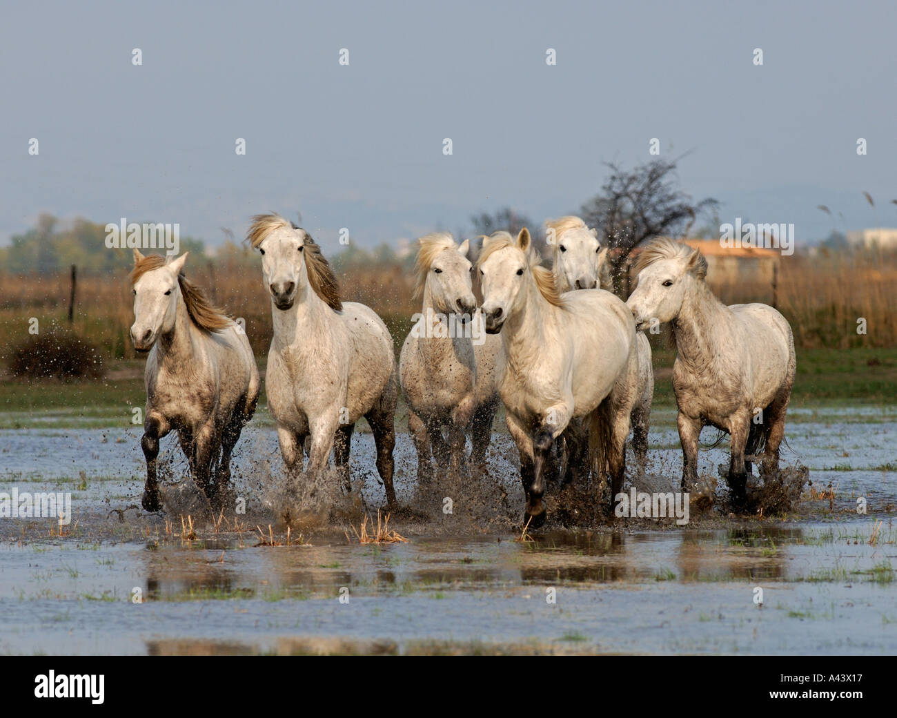 White Horses Camargue France April Stock Photo - Alamy