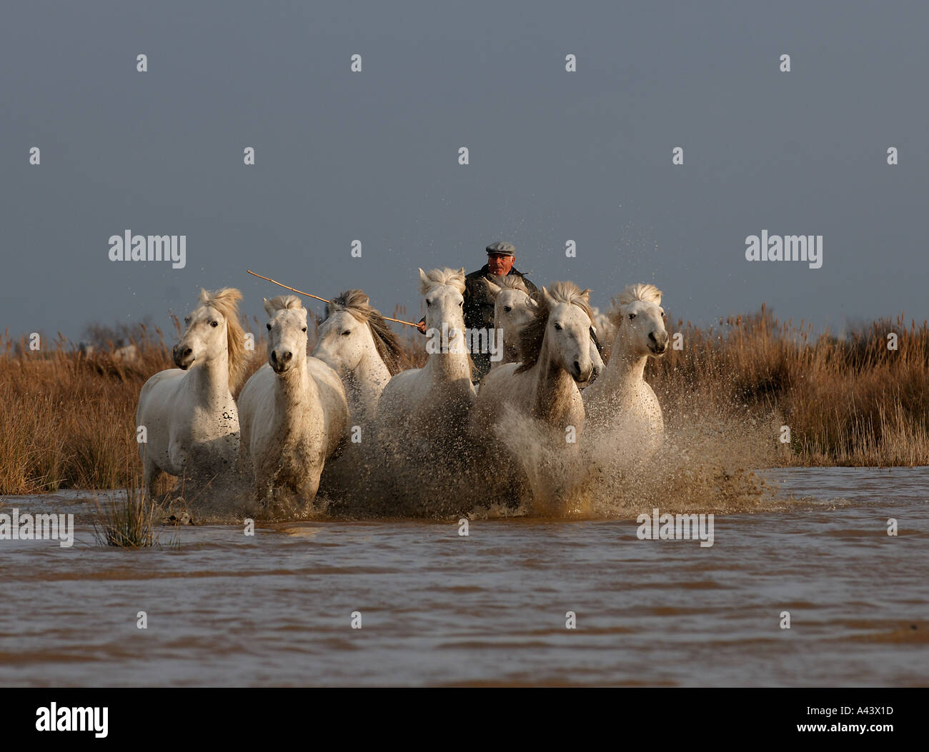 Guardians rounding up horses in the Camargue Provence France April ...