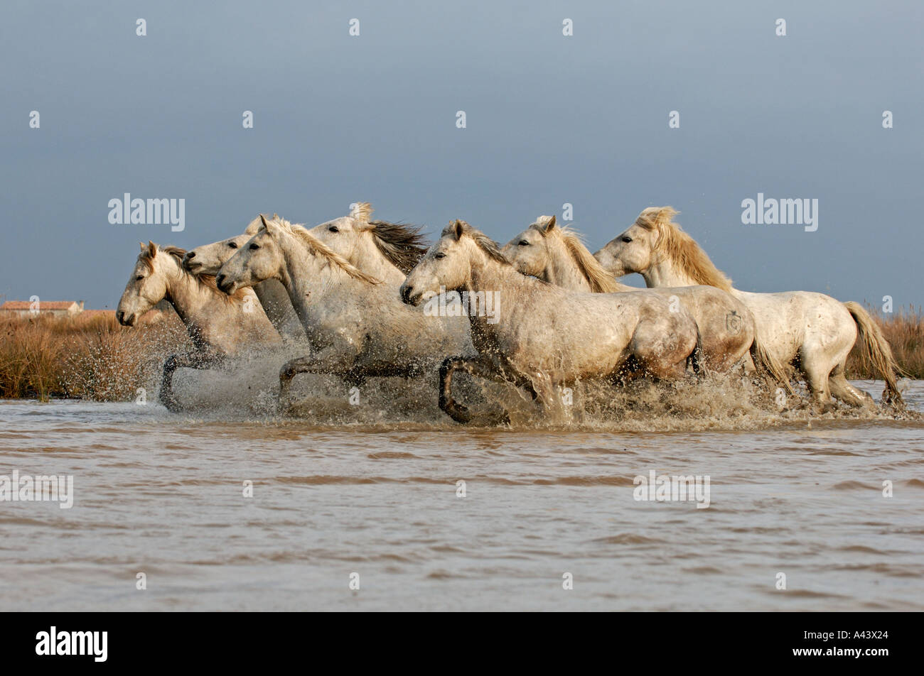 White Horses Camargue France April Stock Photo - Alamy