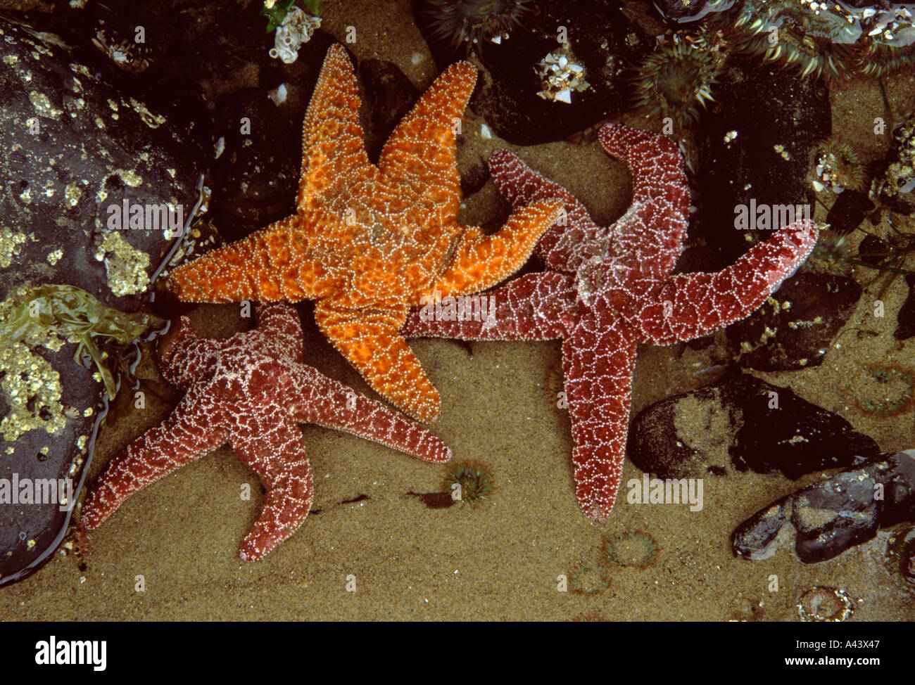 Starfish cannon beach oregon hi-res stock photography and images - Alamy