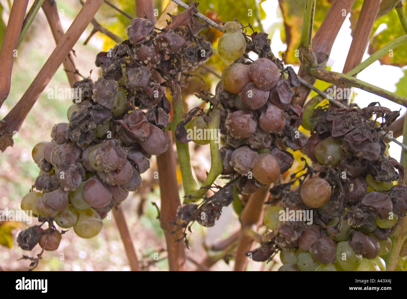 Bunch of Grapes Stock Photo - Alamy