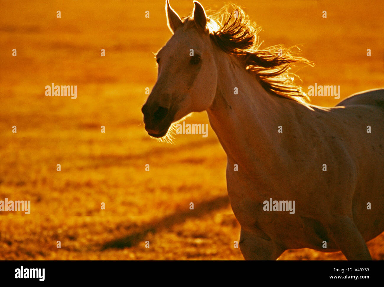 One white horse running in early morning light on ranch in Central ...