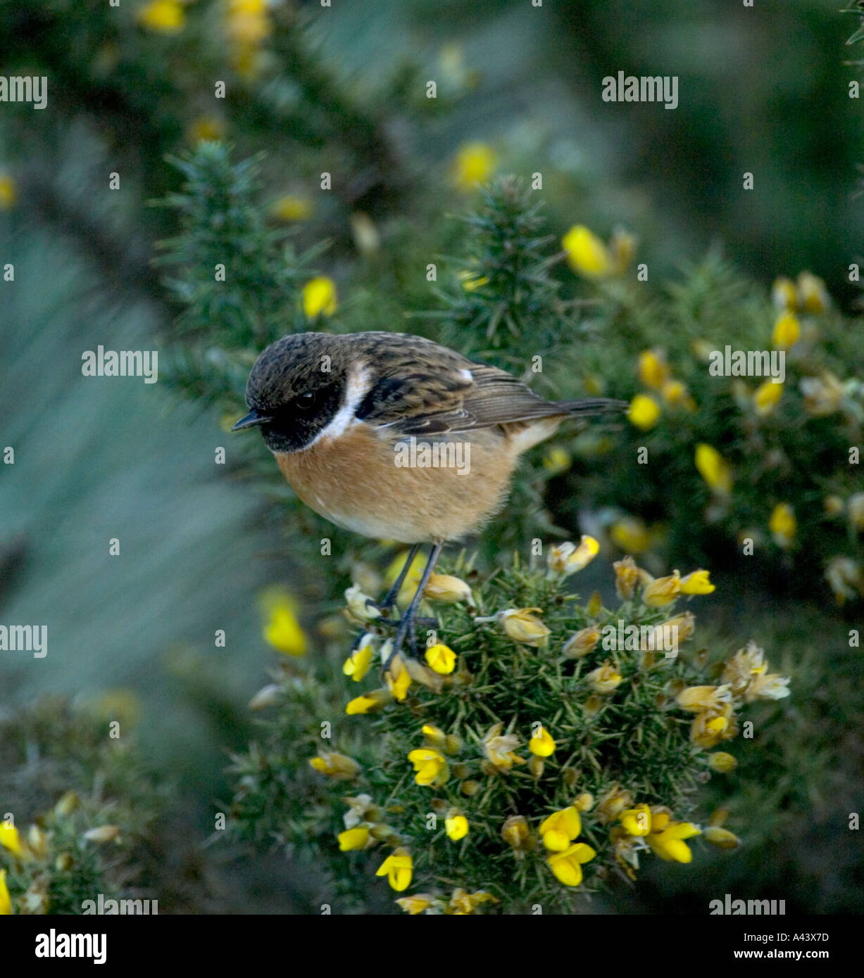 British stone chat hi-res stock photography and images - Alamy