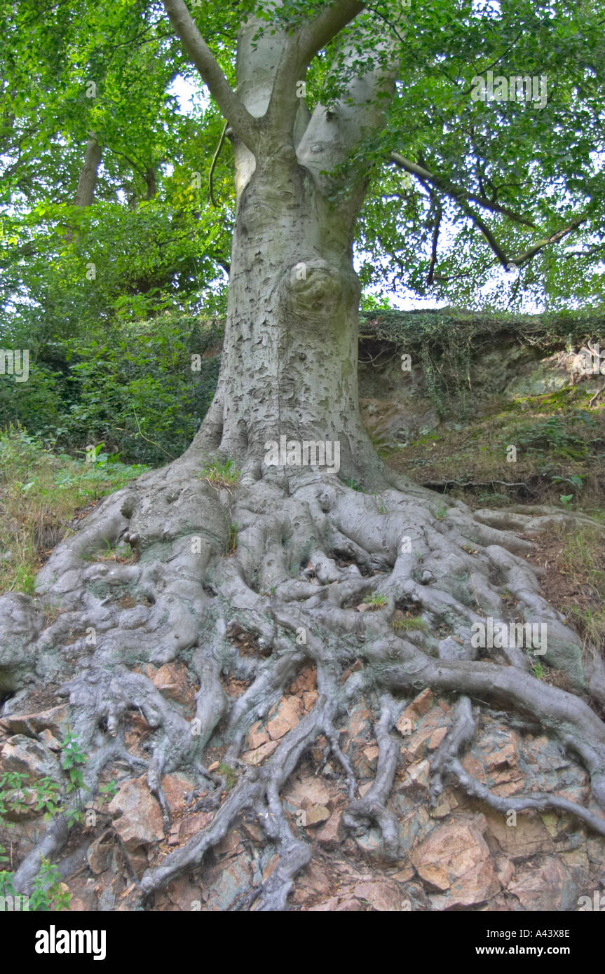 Exposed tree roots on the Malvern Hills Worcestershire UK Stock Photo ...