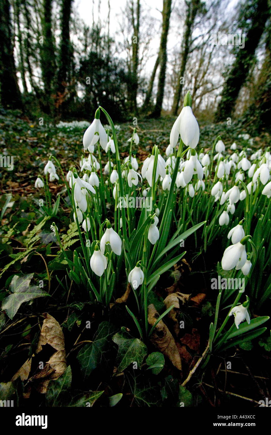 Snowdrops spring Northumberland Stock Photo - Alamy