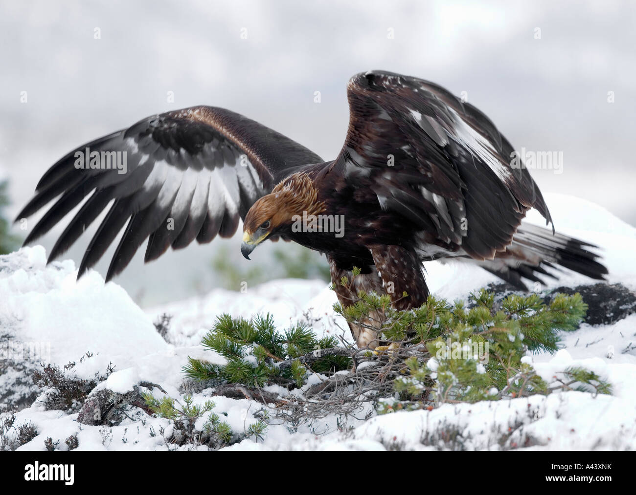 Golden eagle Aquila chrysaetos Stock Photo - Alamy