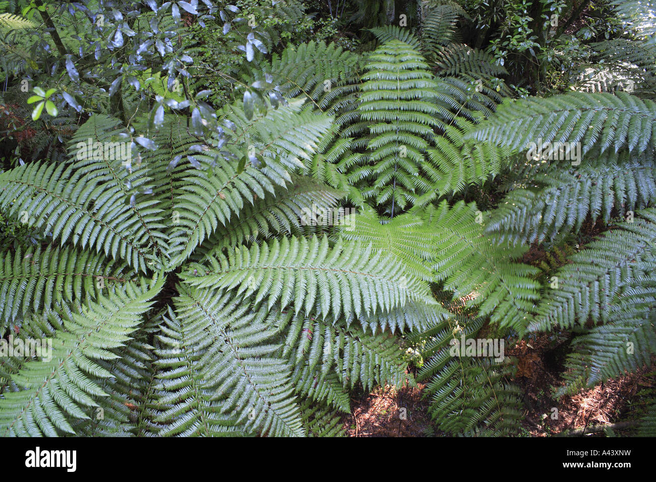 Above tree ferns in forest Stock Photo - Alamy