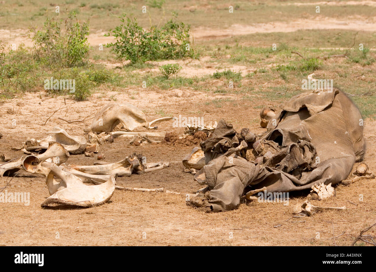 Asian Elephant carcass Stock Photo - Alamy
