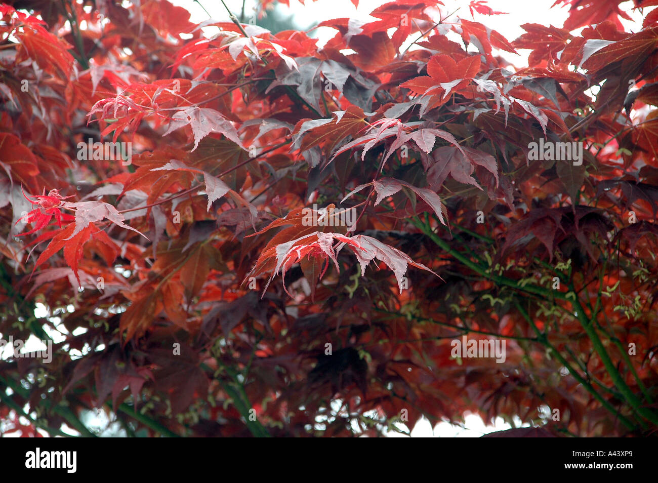Red Tree Leaves In The Fall Stock Photo - Alamy
