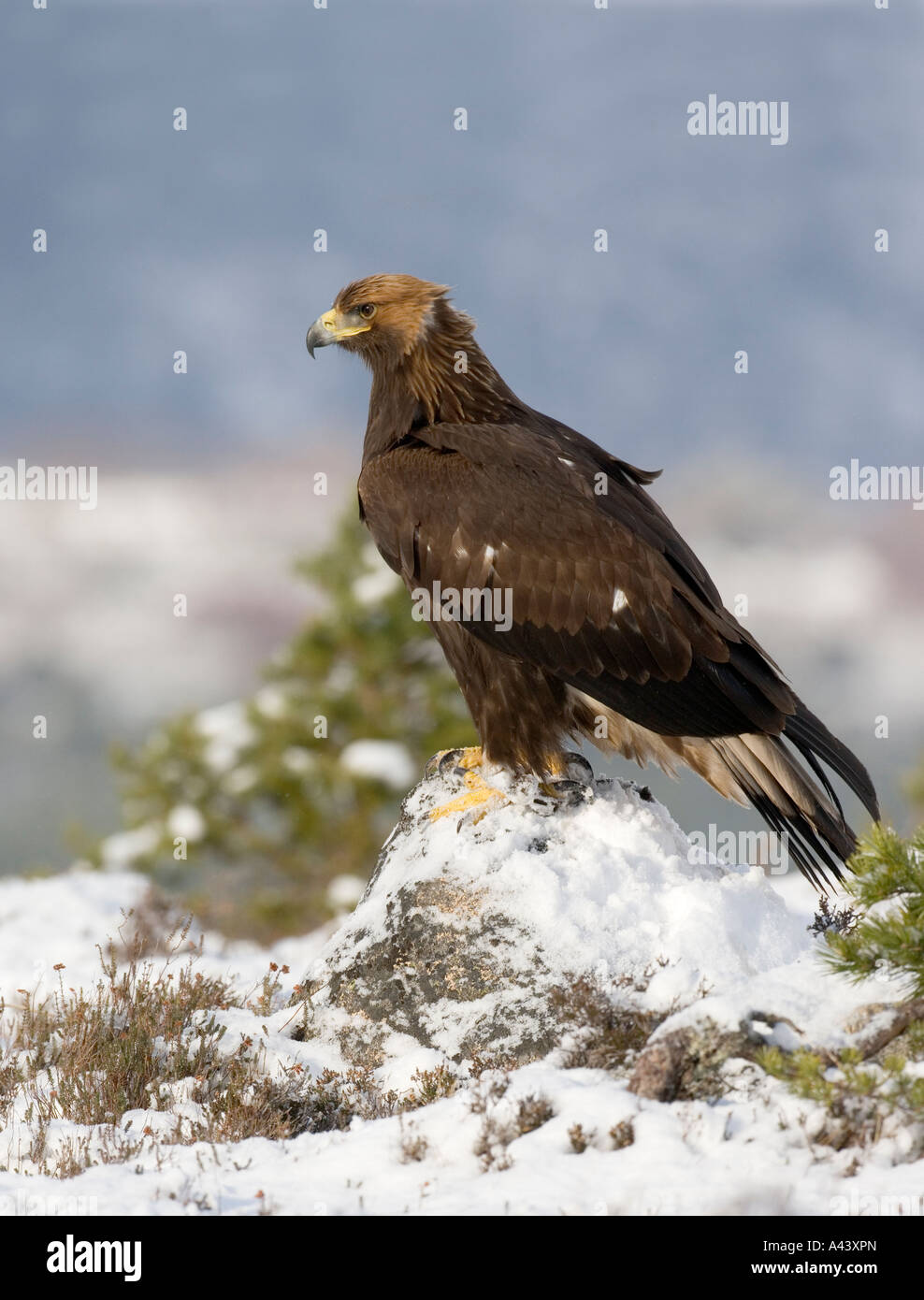 Golden eagle Aquila chrysaetos Stock Photo - Alamy