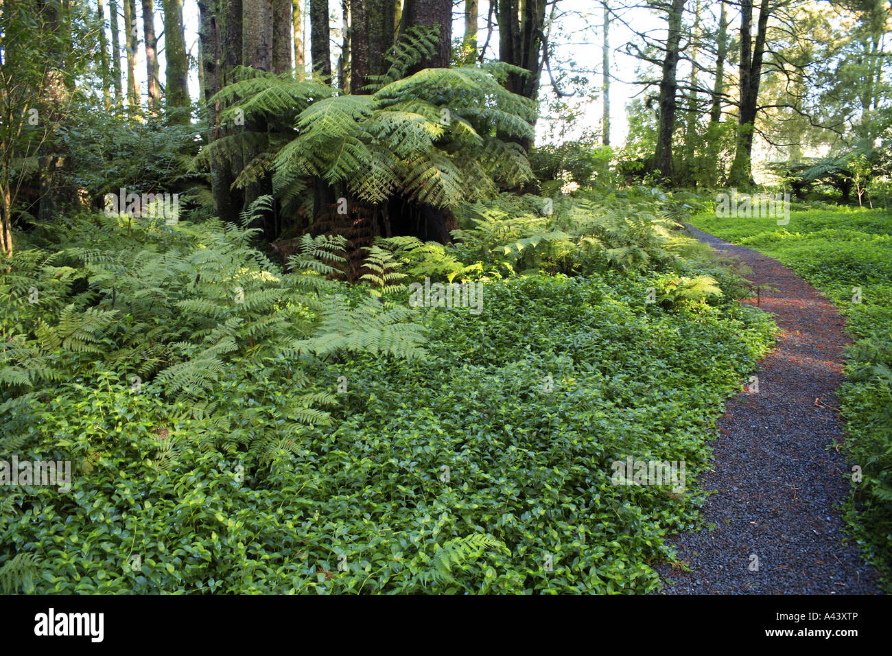 Trail through forest Stock Photo - Alamy