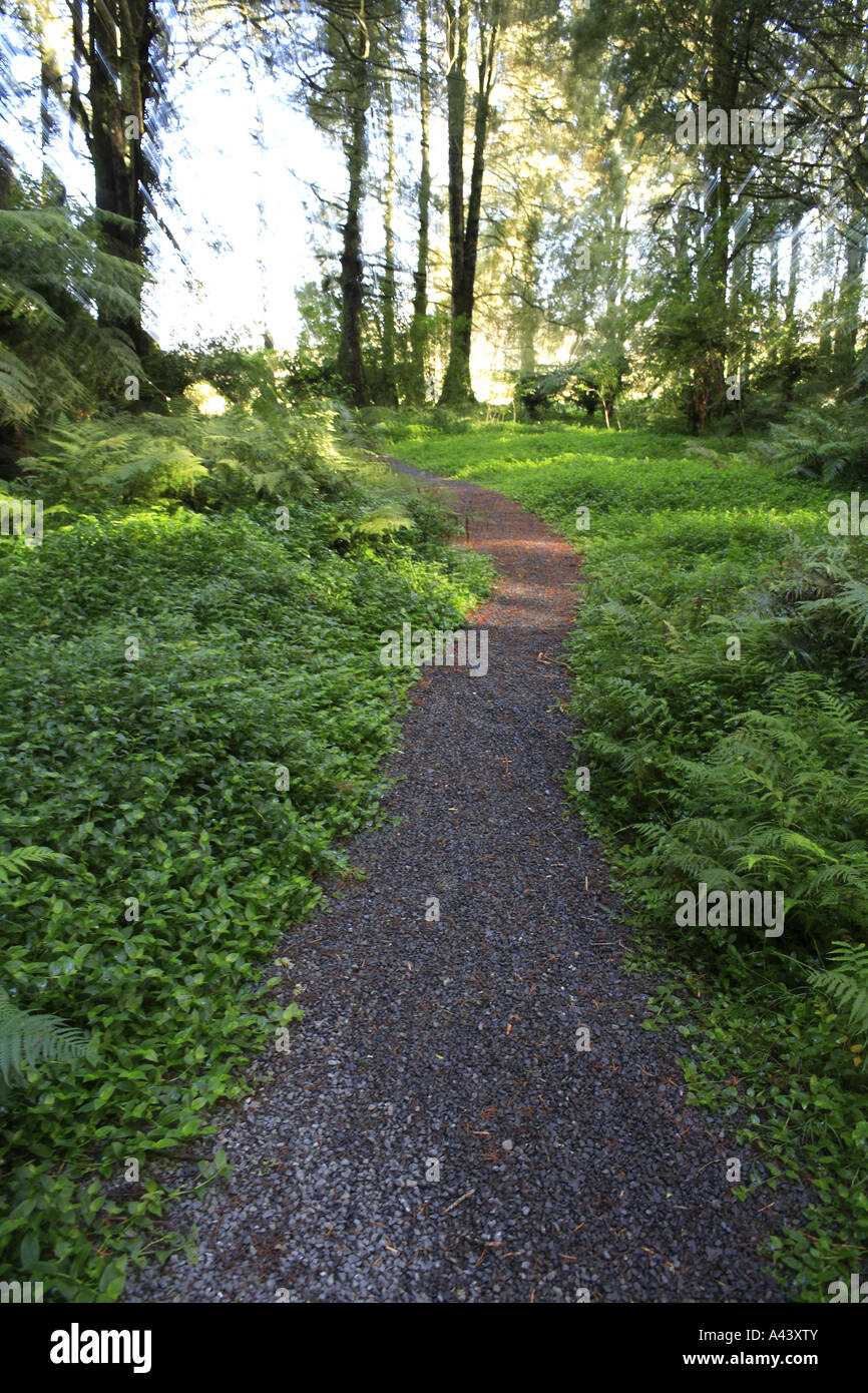 Trail in forest Stock Photo - Alamy