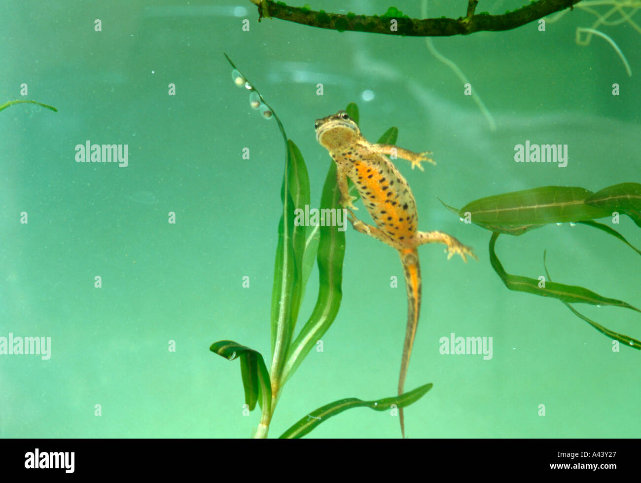 Female Palmate Newt (Triturus helveticus ) with eggs, which are are ...