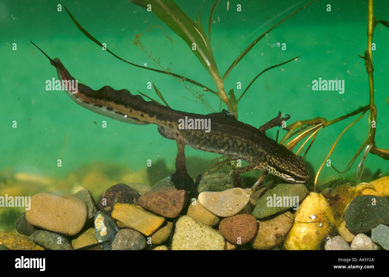 Male Palmate Newt (Triturus helveticus Stock Photo - Alamy
